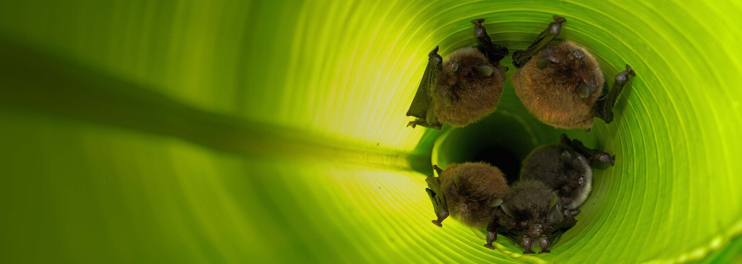 Leaf Shave Official | Plastic Free Shaving Made Easy